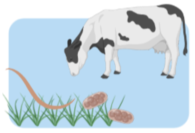 Anthelmintic research on Animal Parasitic Worms using WMicrotracker