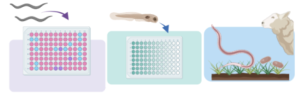 PRODUCTS - Phylumtech