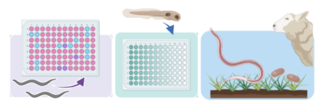 PRODUCTS - Phylumtech