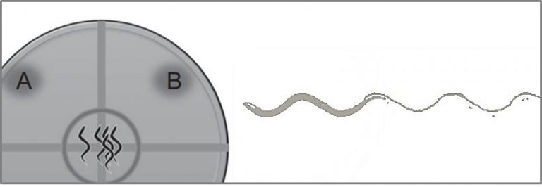 Investigating Chemotaxis Behavior in C. elegans Using the WMicrotracker ...